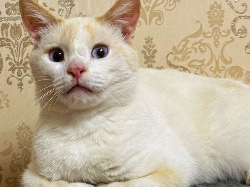 Кошка в дар бесплатно