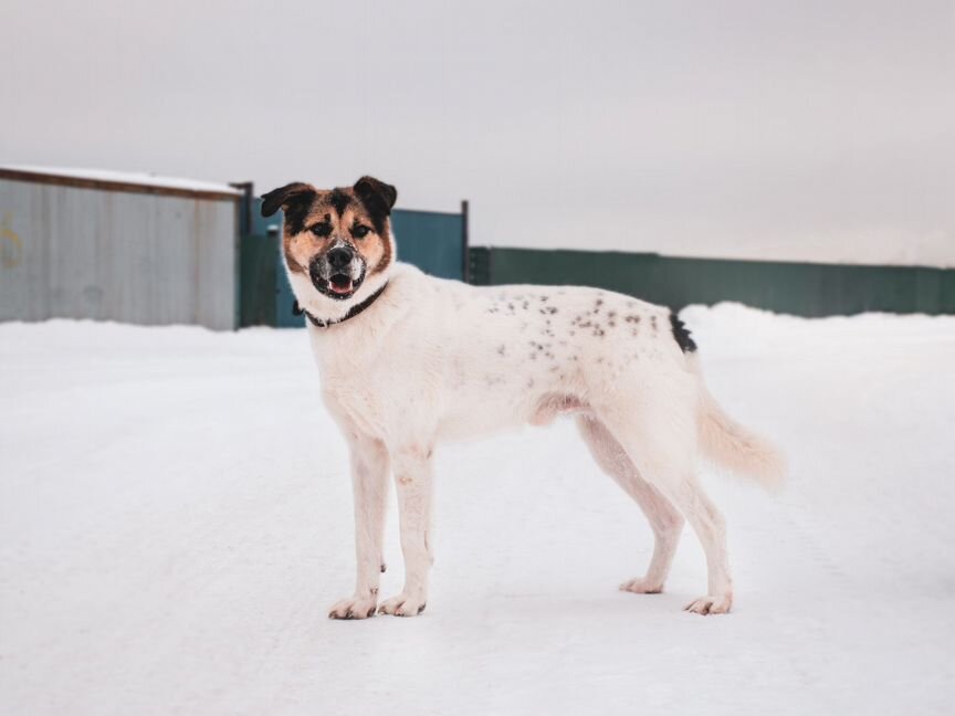 Собака в добрые руки