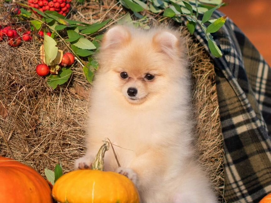 Померанский шпиц девочка на подушечку