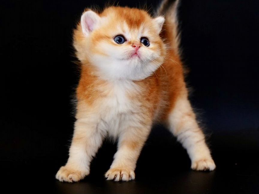 Британское счастье