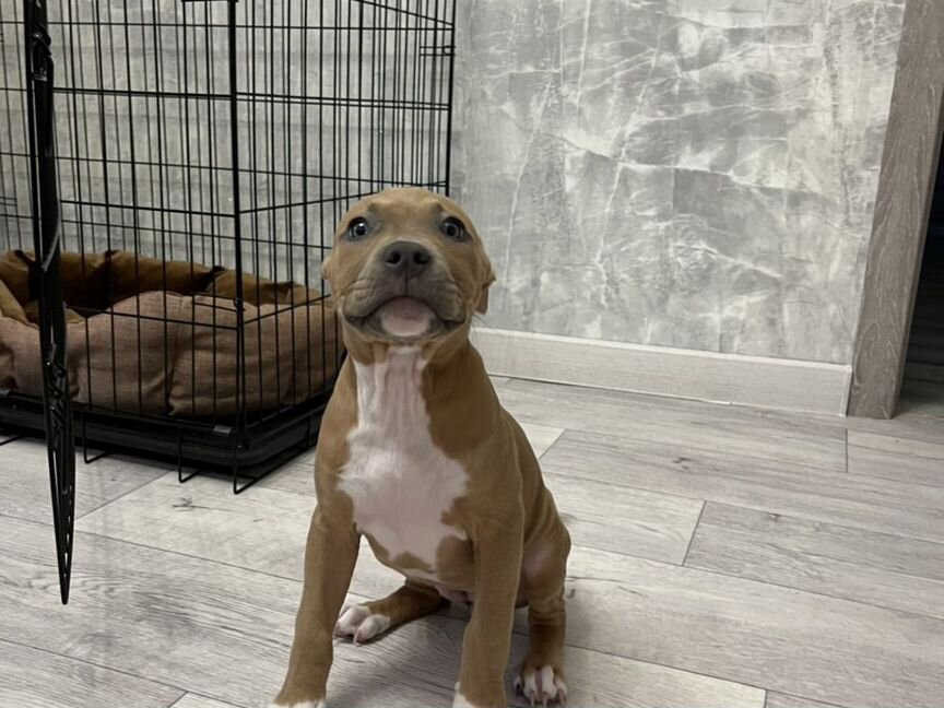 Стаффордширский терьер