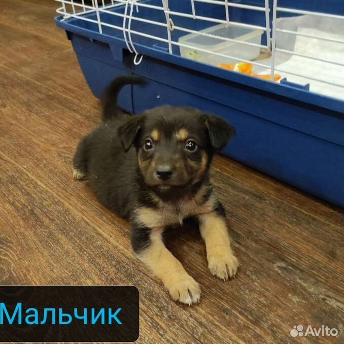 Щенок Тоша, мальчик 2,5 мес. в добрые руки