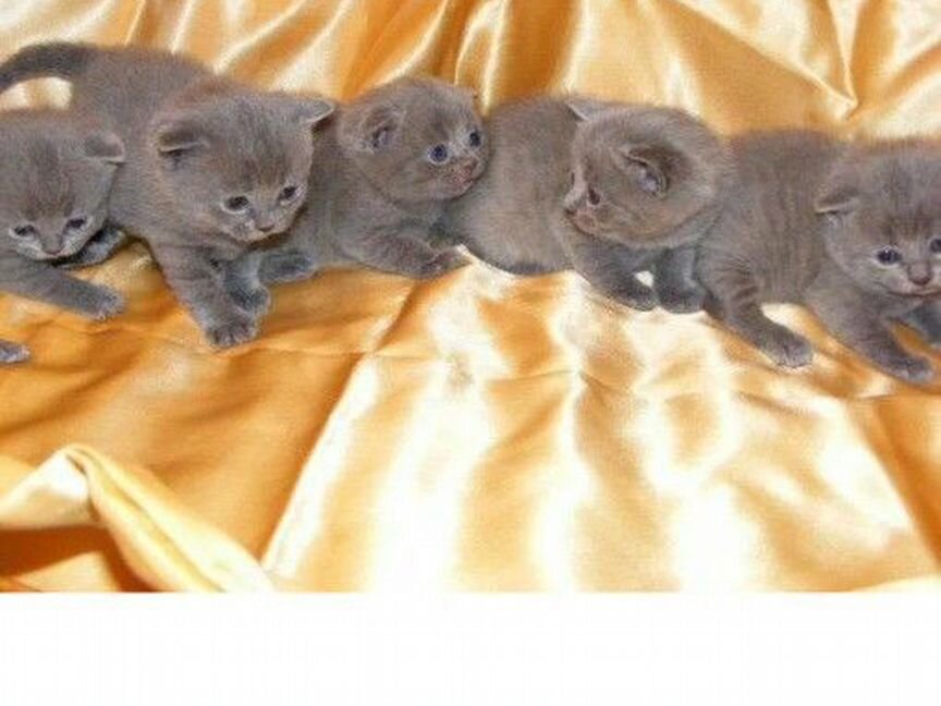 Вислоухие котята британцы