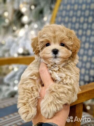 Потрясающий мальчик Мальтипу