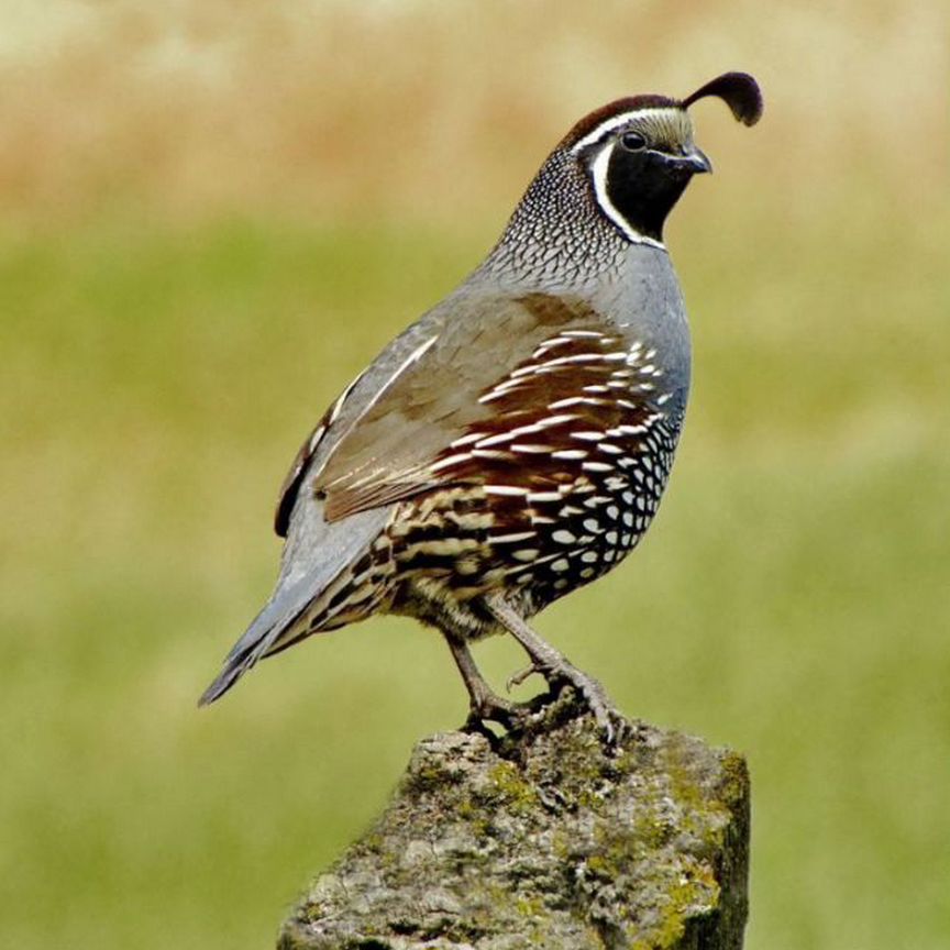 Колефорнийская курапатка (перепел)