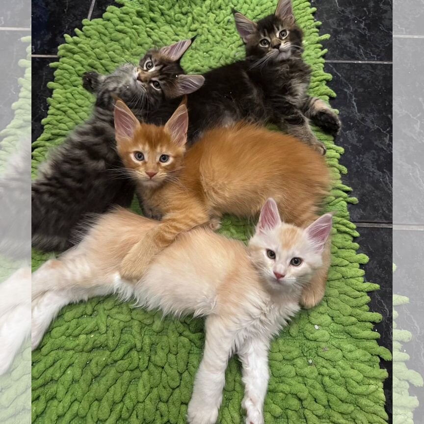 Котята мейн-кун