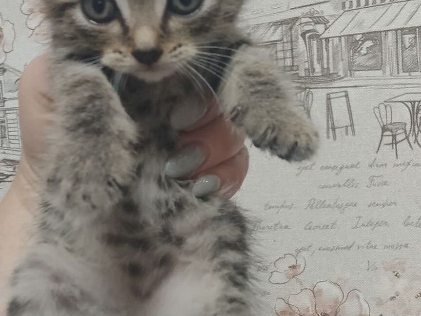 Котята в добрые руки