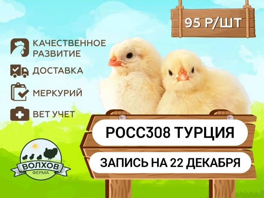 Бесплатная доставка цыплят росс308 Бройлер