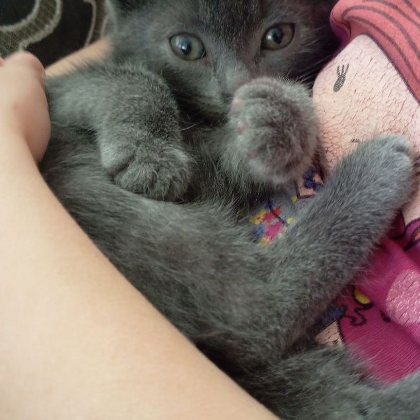 Отдам ласкового мальчика