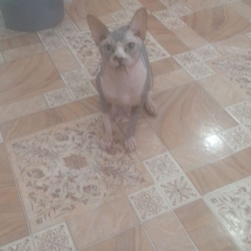 Сфинкс Ищем кошечку для соединения