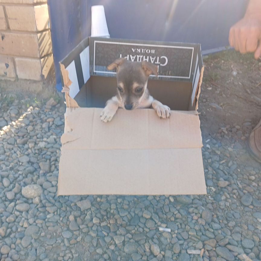 Пинчер девочка