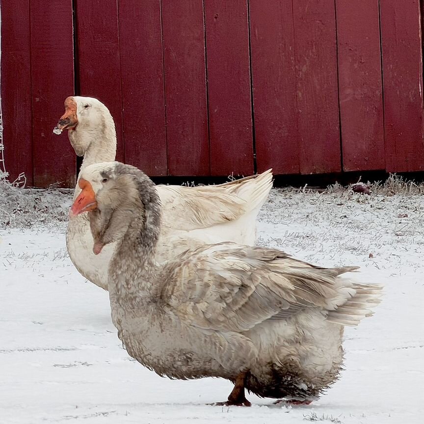Гуси холмогоры переярые