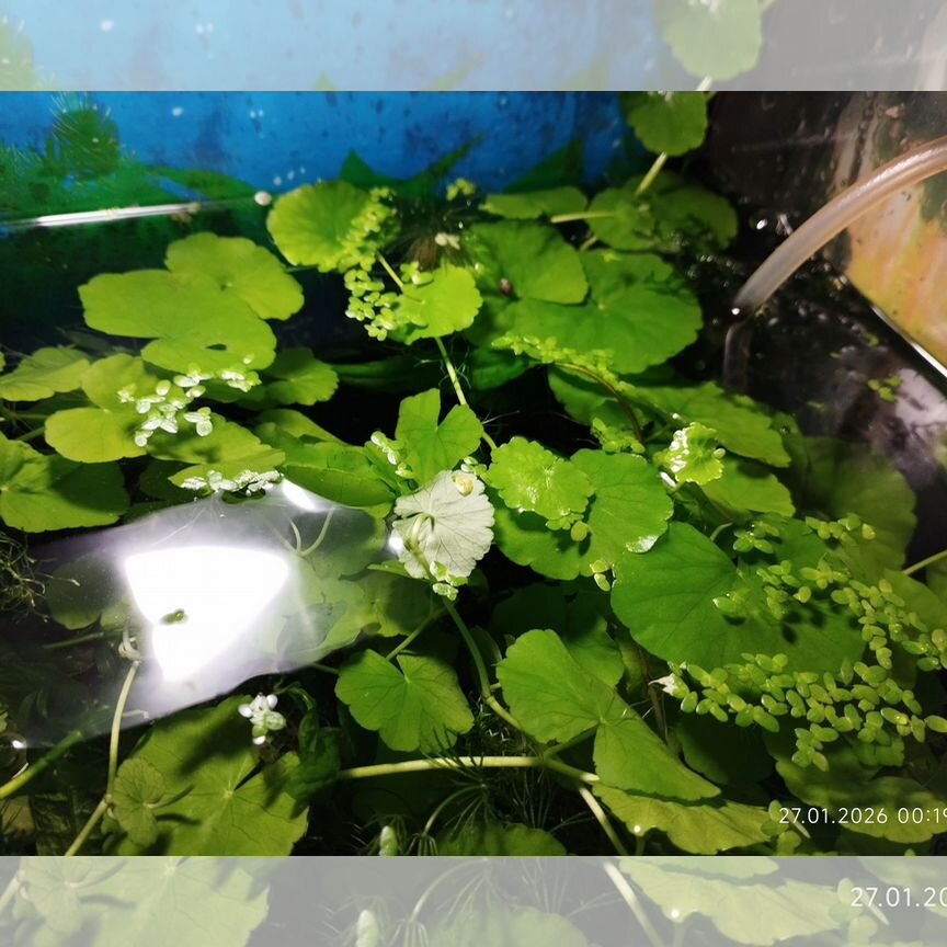 Растения для аквариума