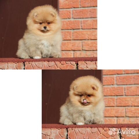 Померанка Девочка-Мишка Барби