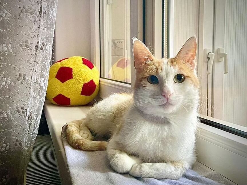 Рыжий кот