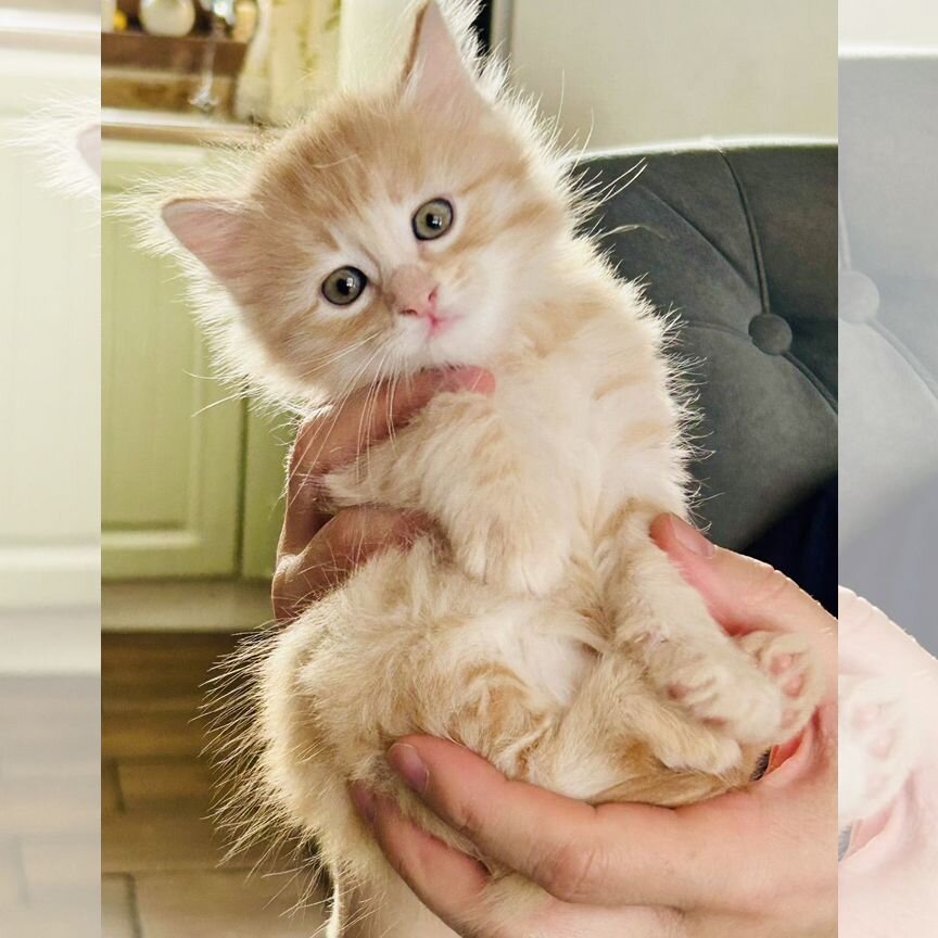 Котята рыжие. Предзаказ на 2 декабря 24г