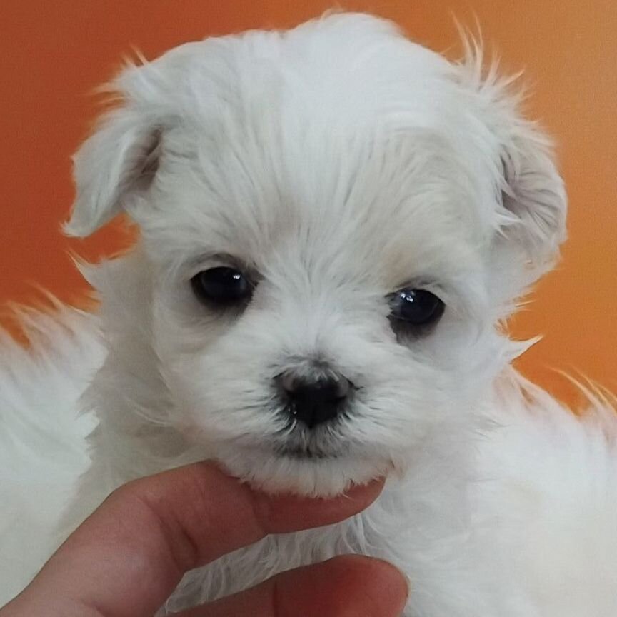 Мальтезе щенки - мини девочка