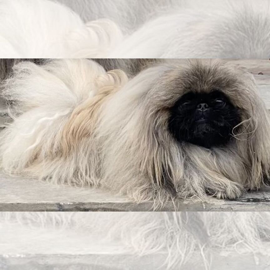 Щенки пекинеса