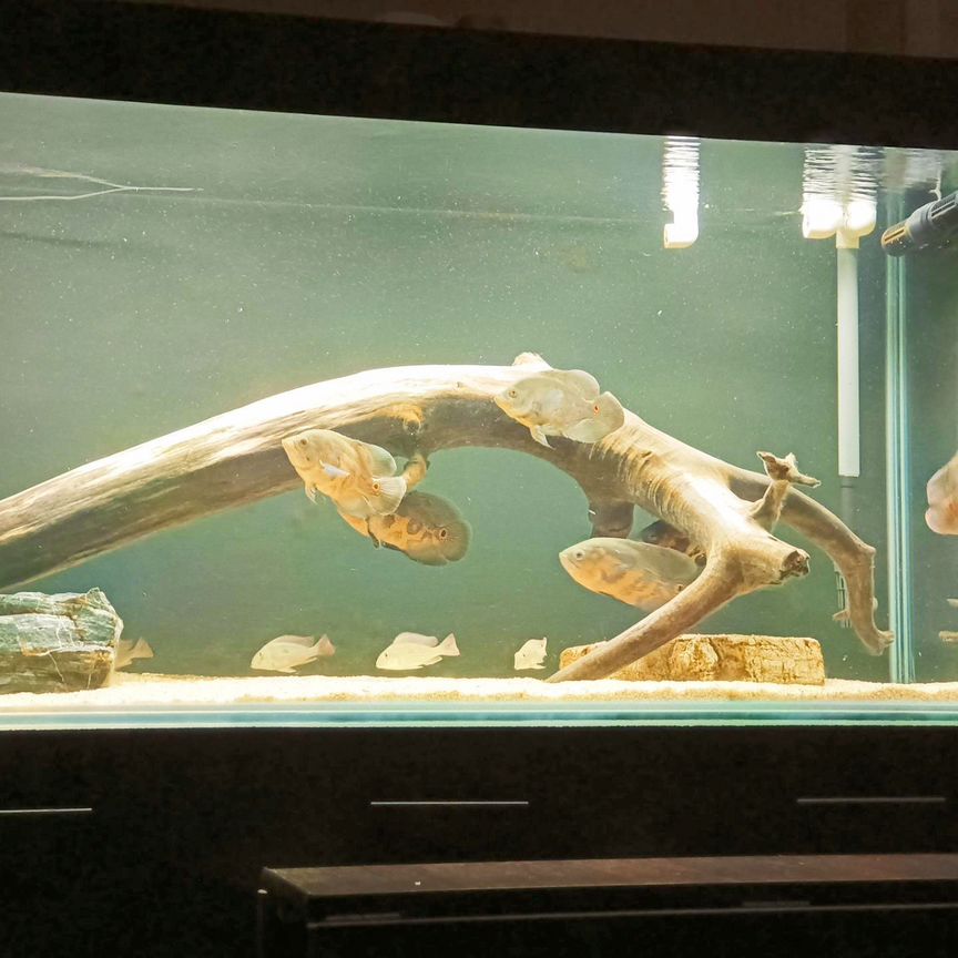 Коряга в аквариум, террариум