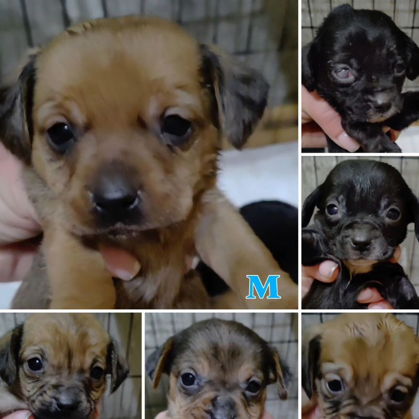 Щенок в добрые руки