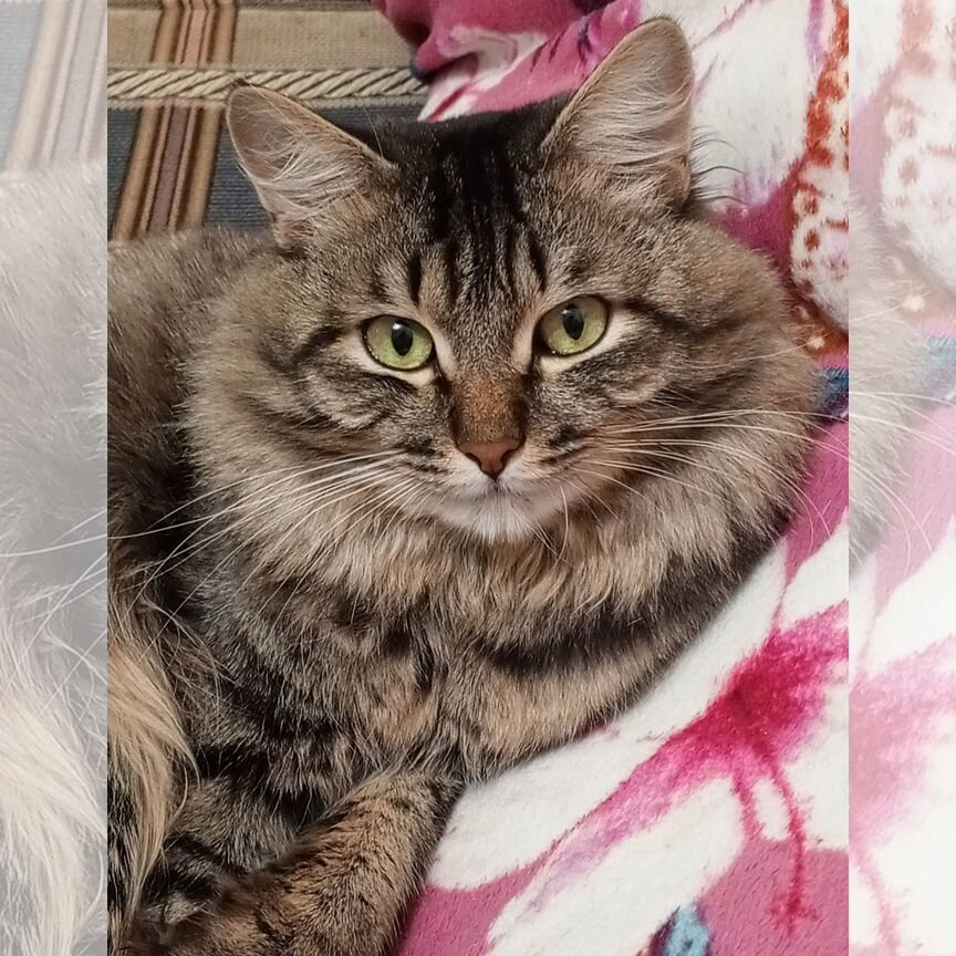 Отдам кота в хорошие руки