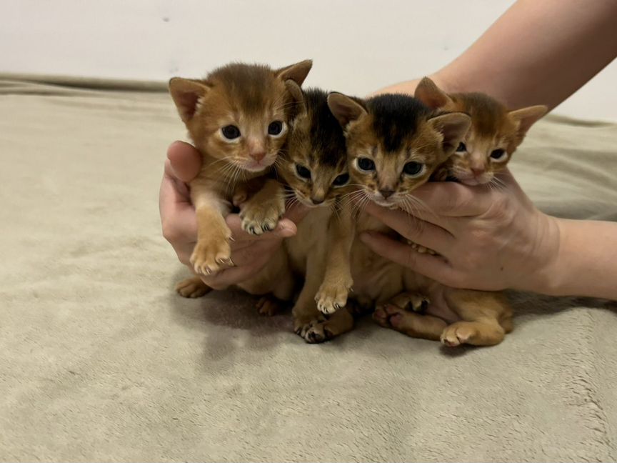 Абиссинская кошка