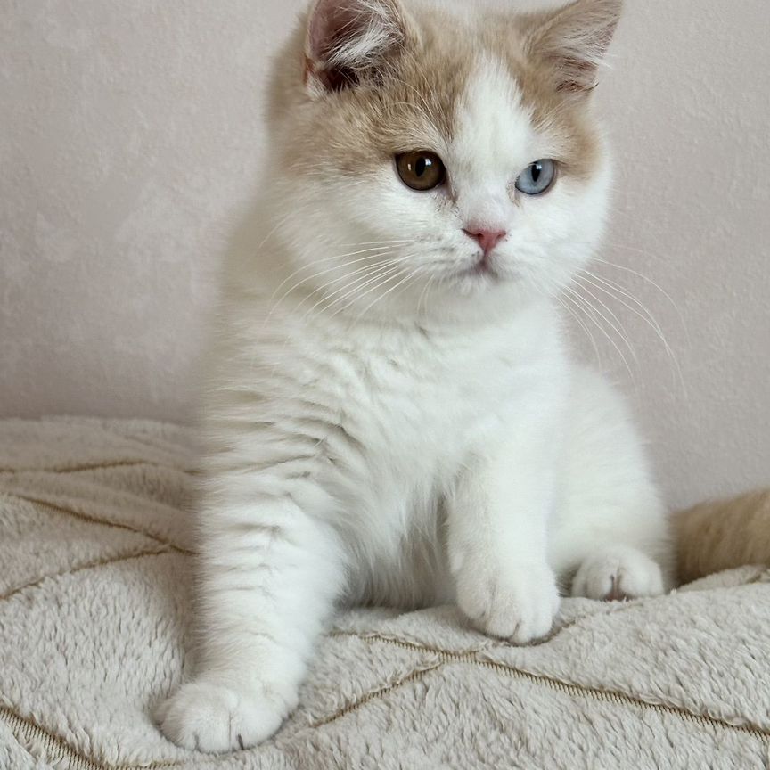 Британцы