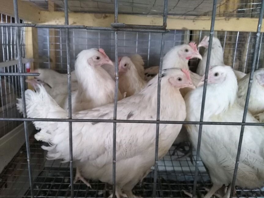 Молодка Несушка Коралл