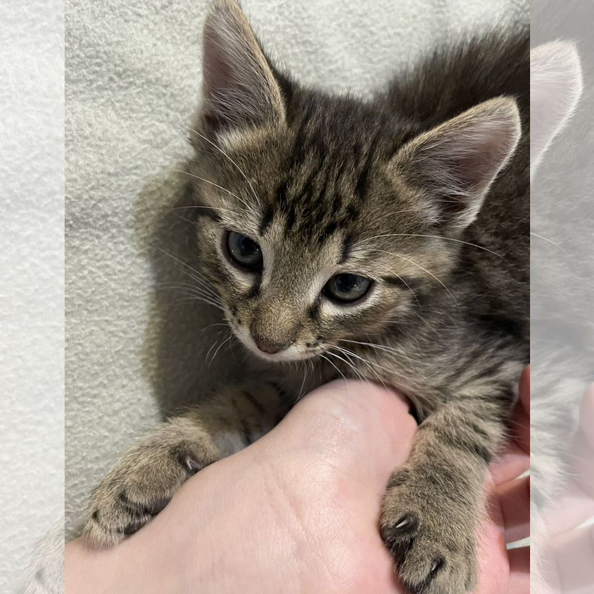 Котенок мальчик