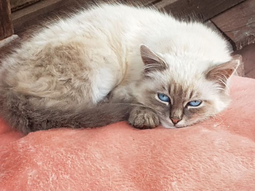 Котята в добрые руки бесплатно