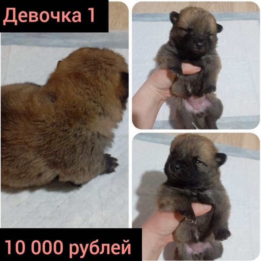 Щенки чау-чау