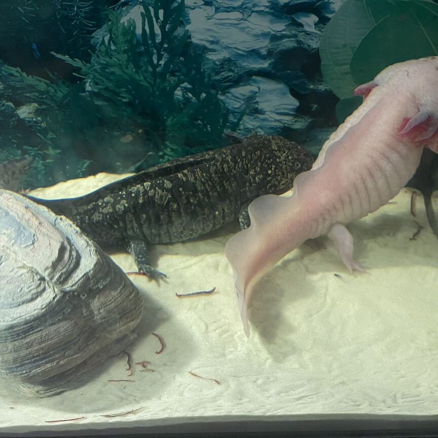 Аксолотли, сомики бесплатно