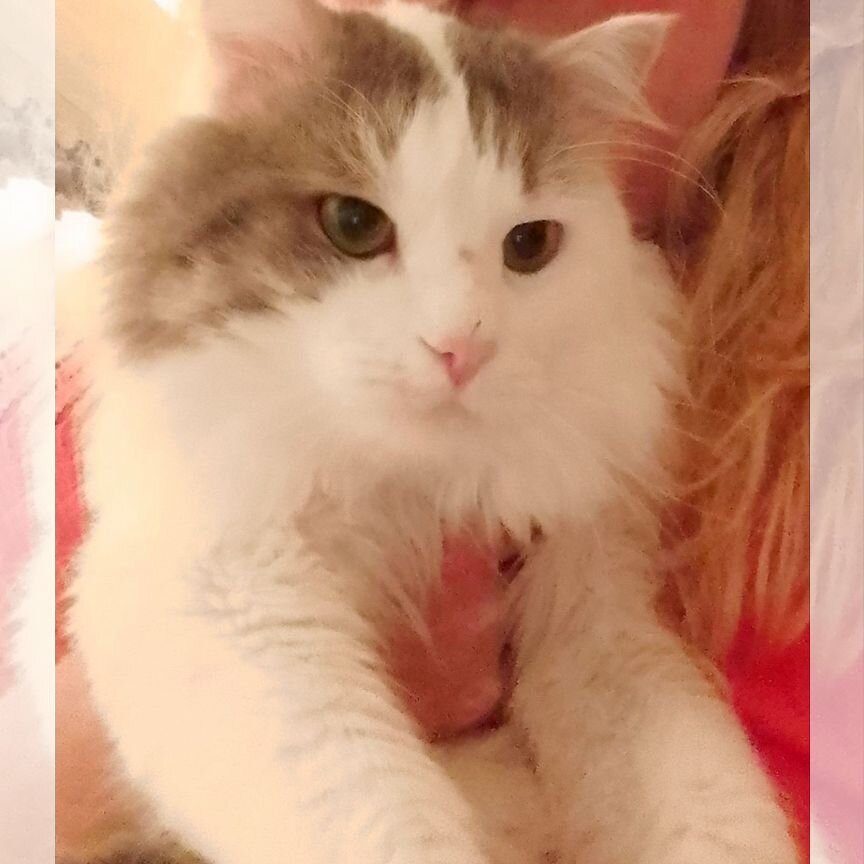 Красивый котик Снежок