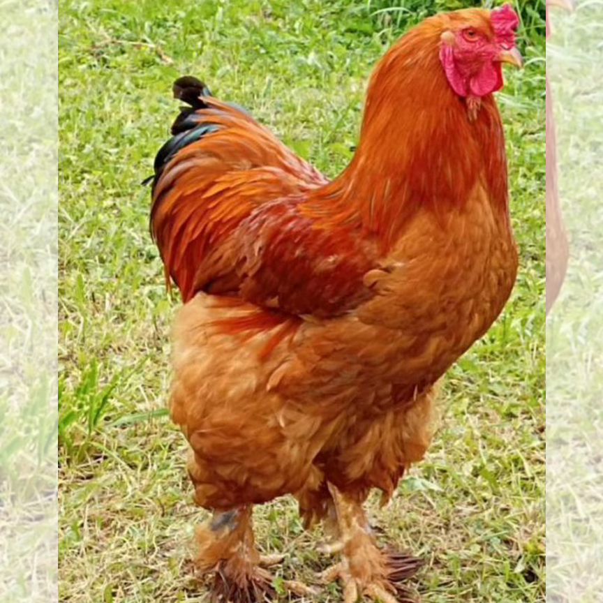 Петух Брама