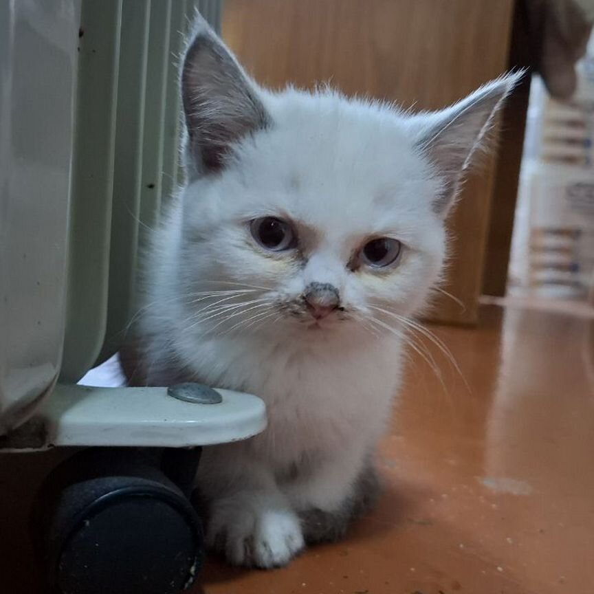 Котёнок в добрые руки