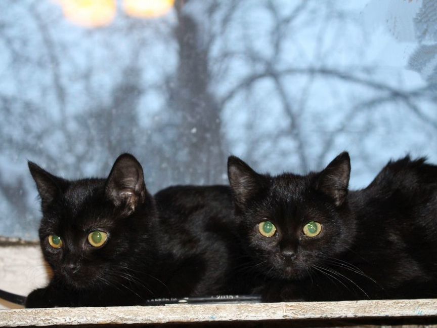 Котята бесплатно в добрые руки