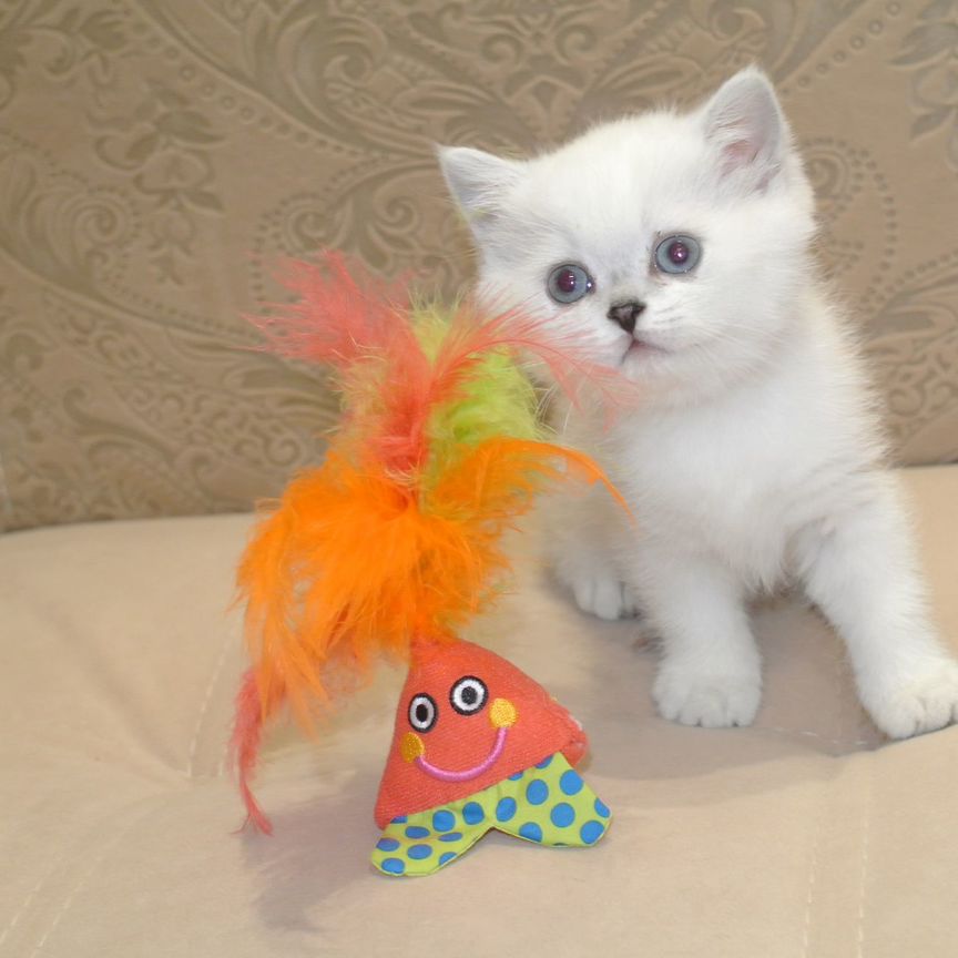 Британский котик