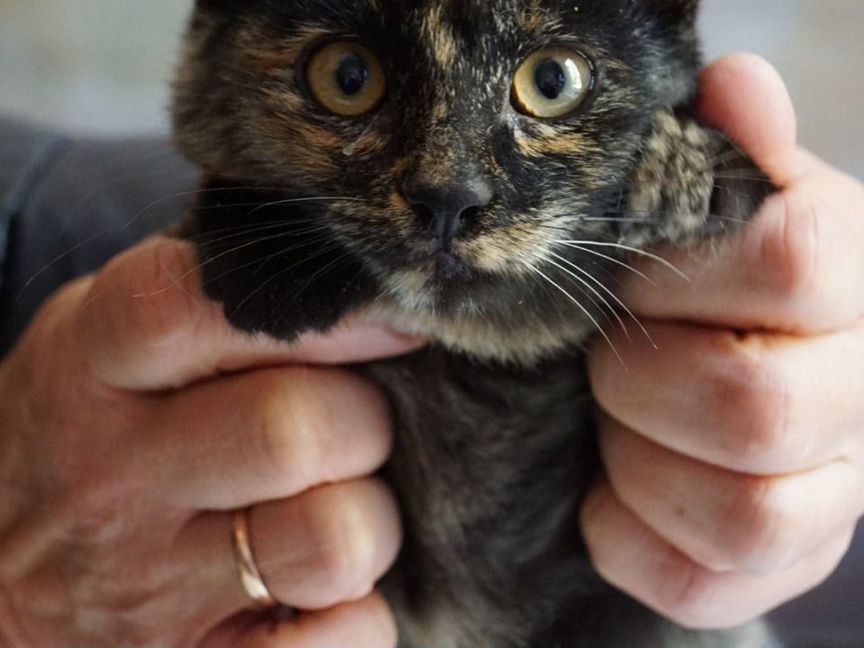 Кошка и котята (доставка, стерилизация, корм)