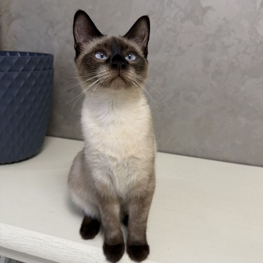 Сиамский котёнок