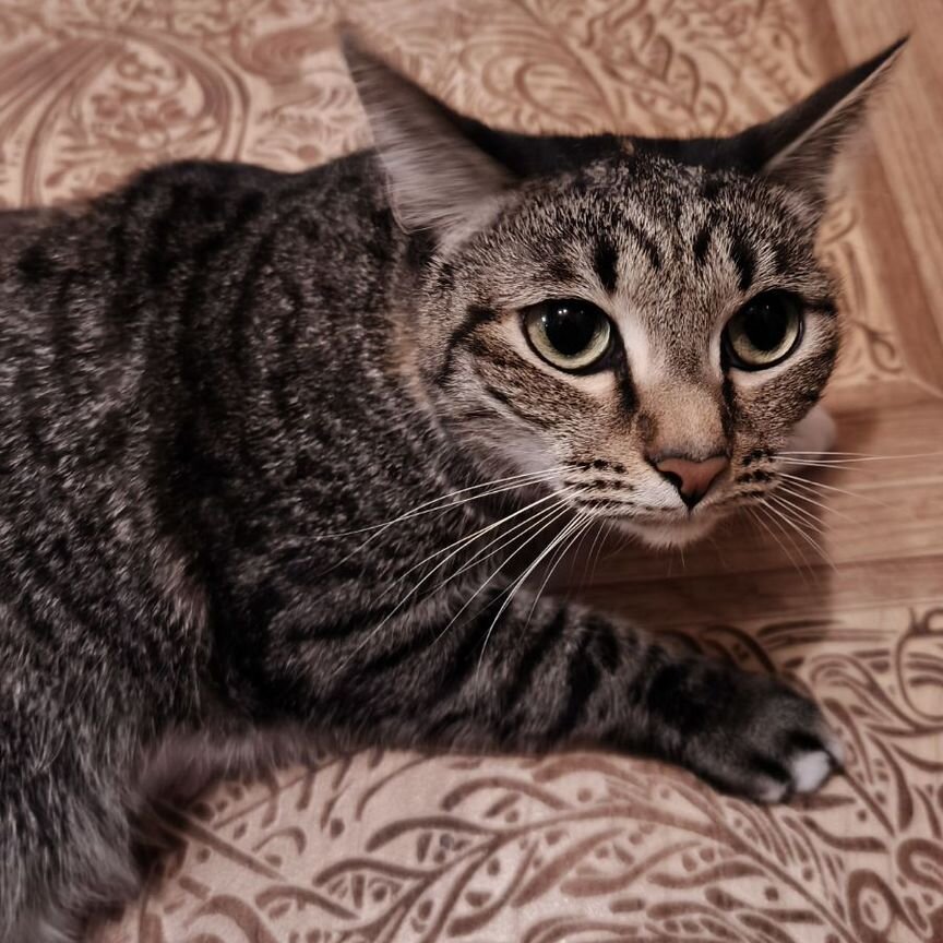 Взрослая кошка в добрые руки