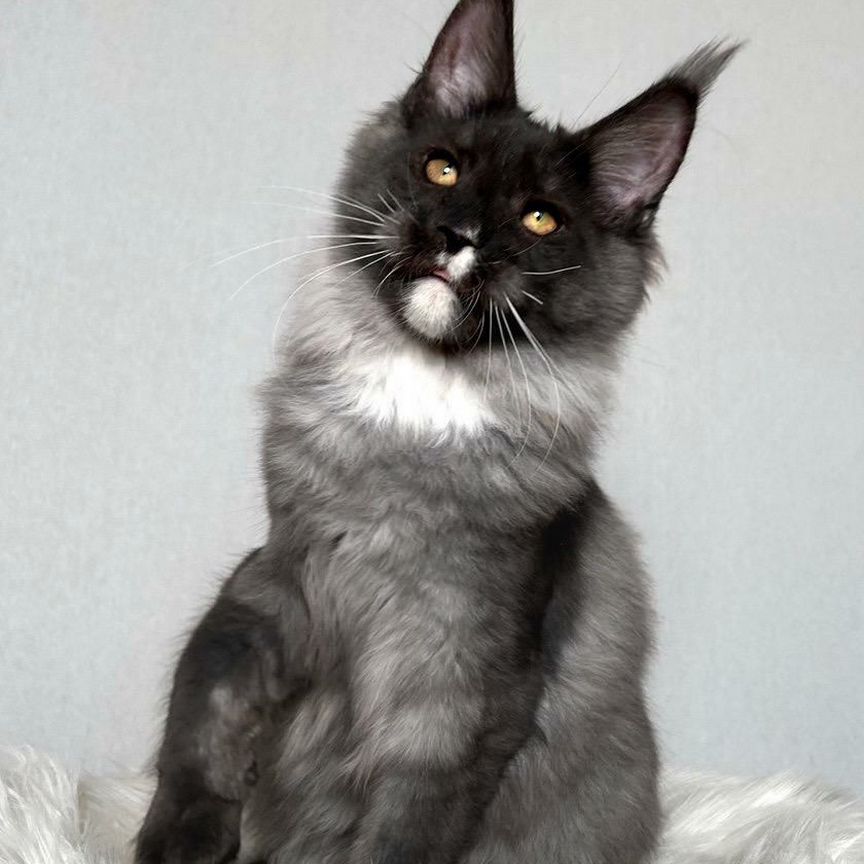 Котик Мейн кун