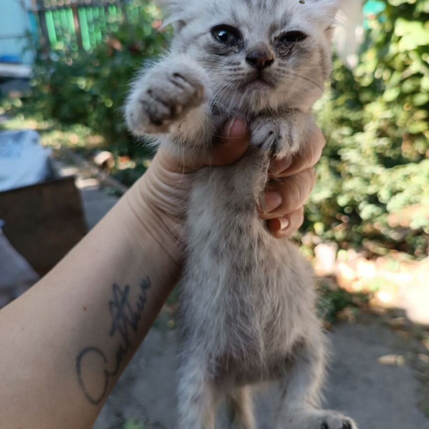 Котята в добрые руки