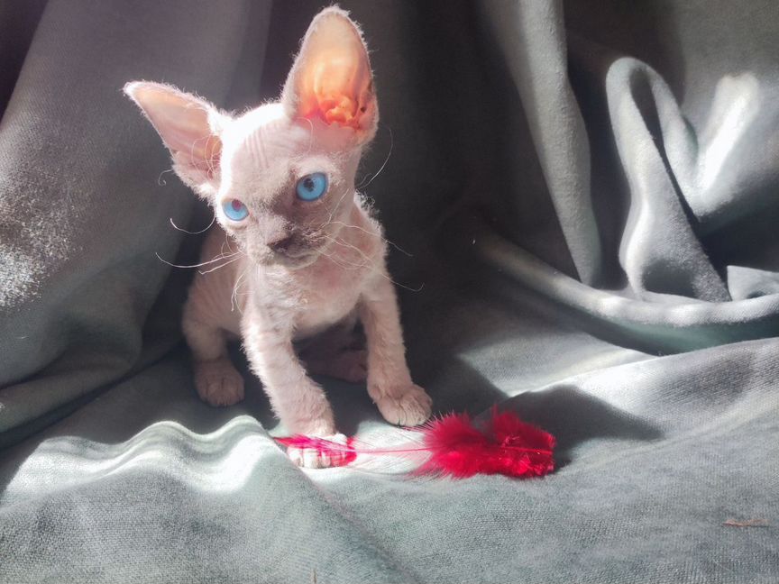 Донской сфинкс девочка