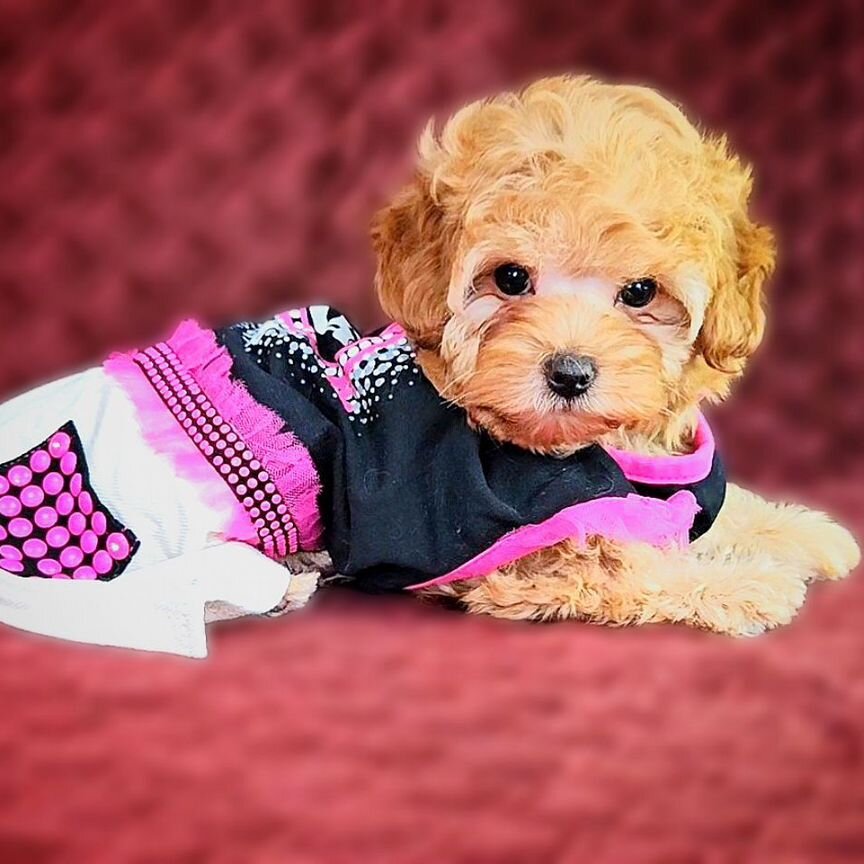 Девочка Мальтипу