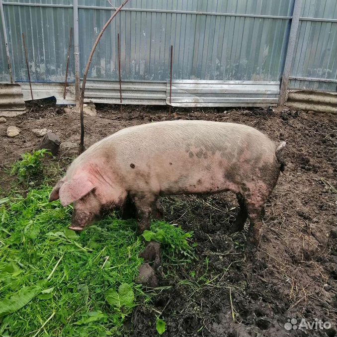 Хряк 11месяцев рабочий