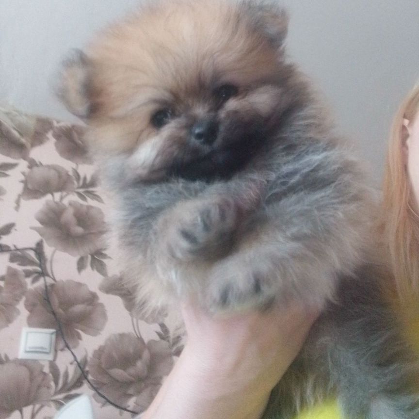 Шпиц мишутка