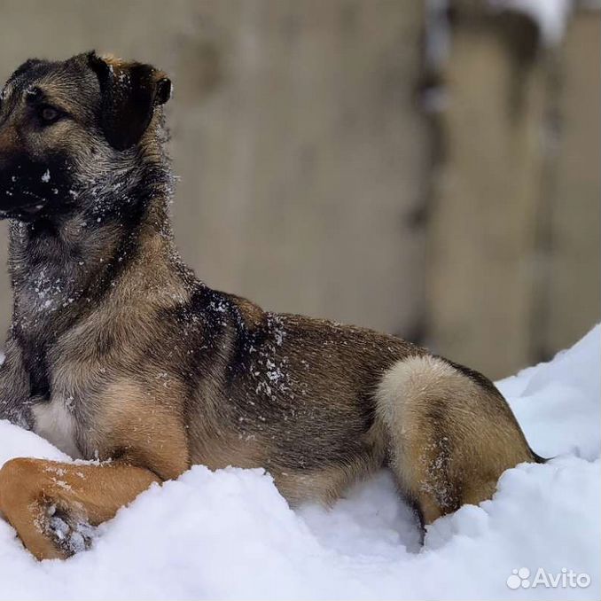 Подросток Броня, девочка, 2,5 года, в семью