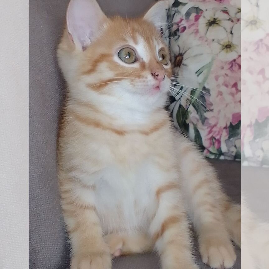 Кошечка