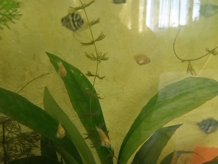 Продаются рыбки сапфировый попугай