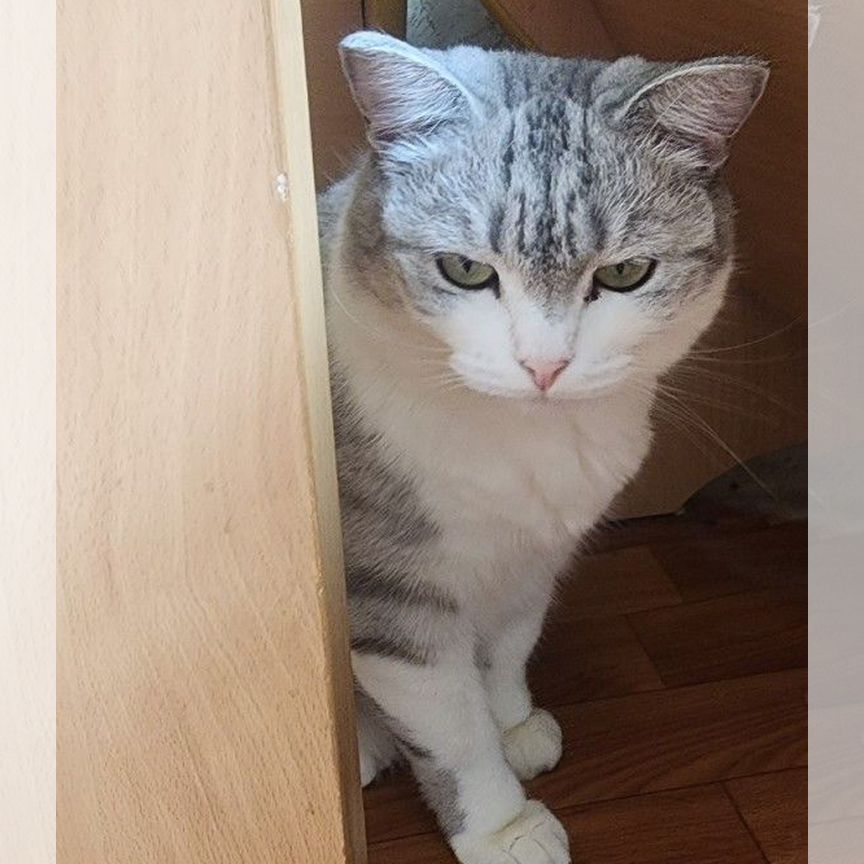 Взрослая, кошка в добрые руки